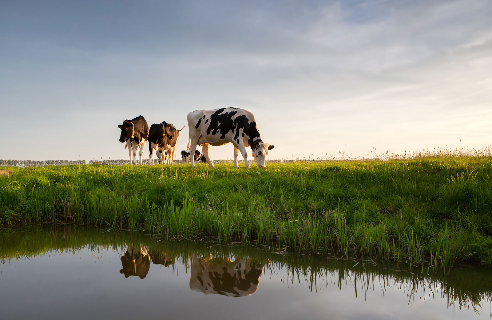 Producción Animal | Universidad de la Empresa
